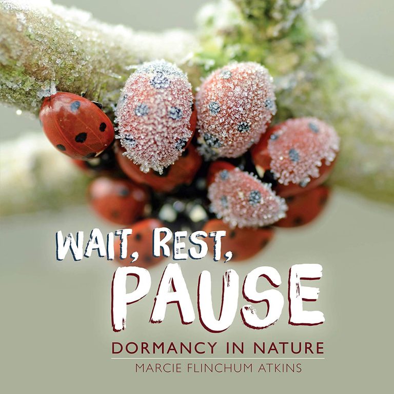 Wait, Rest, Pause Review